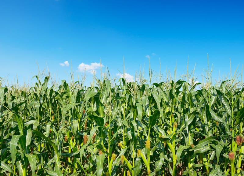 Green Corn Stalks on Background Bright Blue Sky Stock Photo - Image of ...