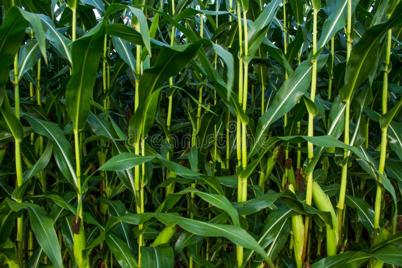 Green corn stalks stock image. Image of closeup, stalk - 104520809
