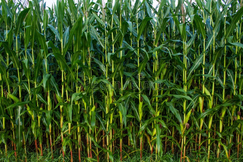 Green corn stalks stock image. Image of plant, outdoor - 104520783