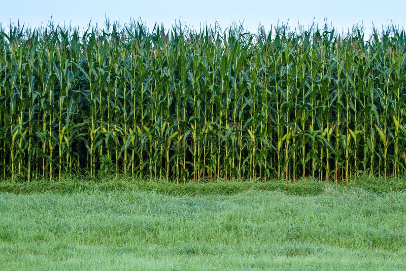 Green corn stalks stock image. Image of crop, leaf, organic - 104520859