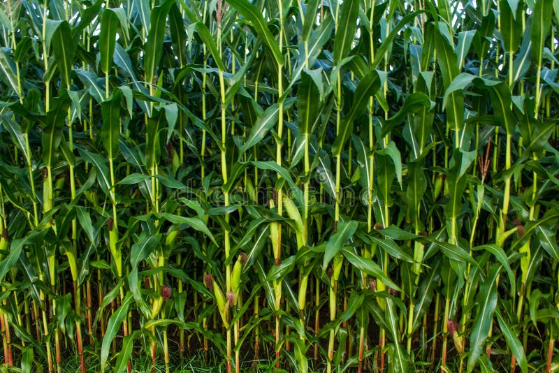 Green corn stalks stock image. Image of plant, outdoor - 104520783