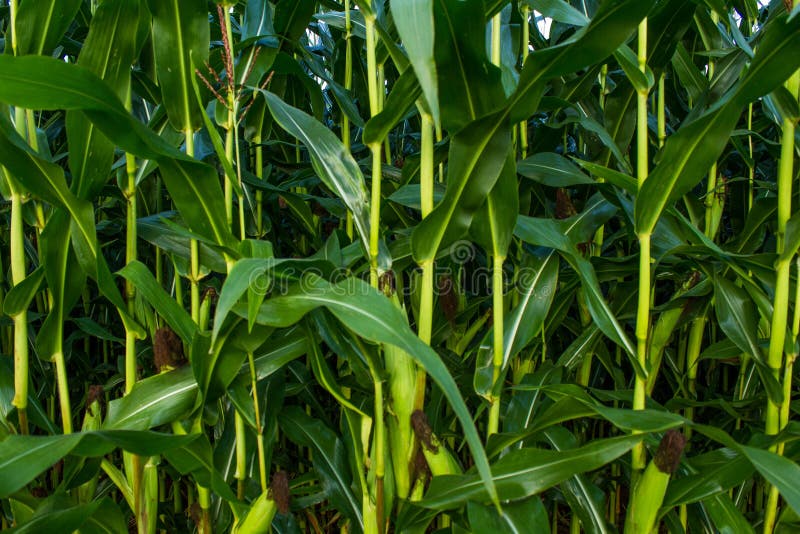 Green corn stalks stock photo. Image of season, stalk - 104520910
