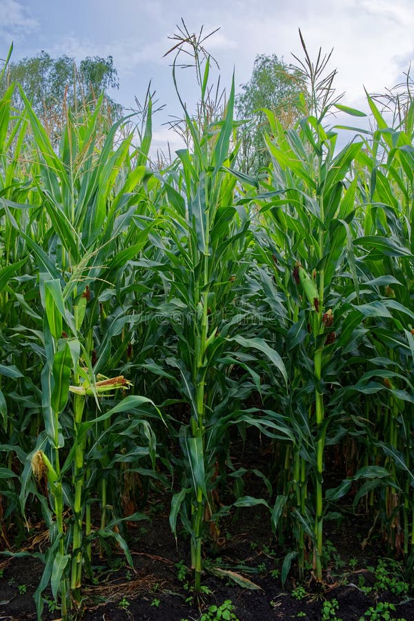 Green Corn Stalks Growing in Rich Brown Soil Stock Image - Image of ...