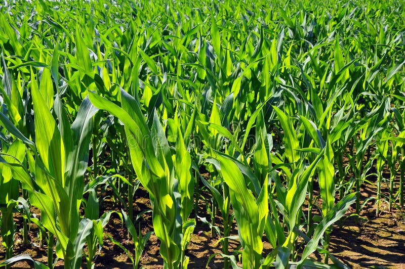 Green corn stalks in rows stock image. Image of food - 25507941