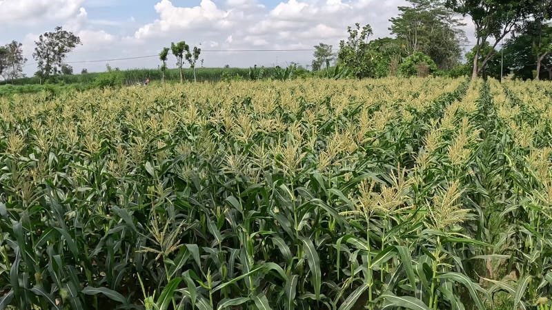 The green corn on the tree stock footage. Video of industry - 303104556