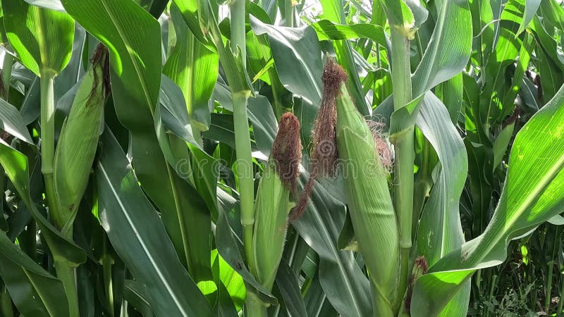 The green corn on the tree stock footage. Video of environment - 303104724