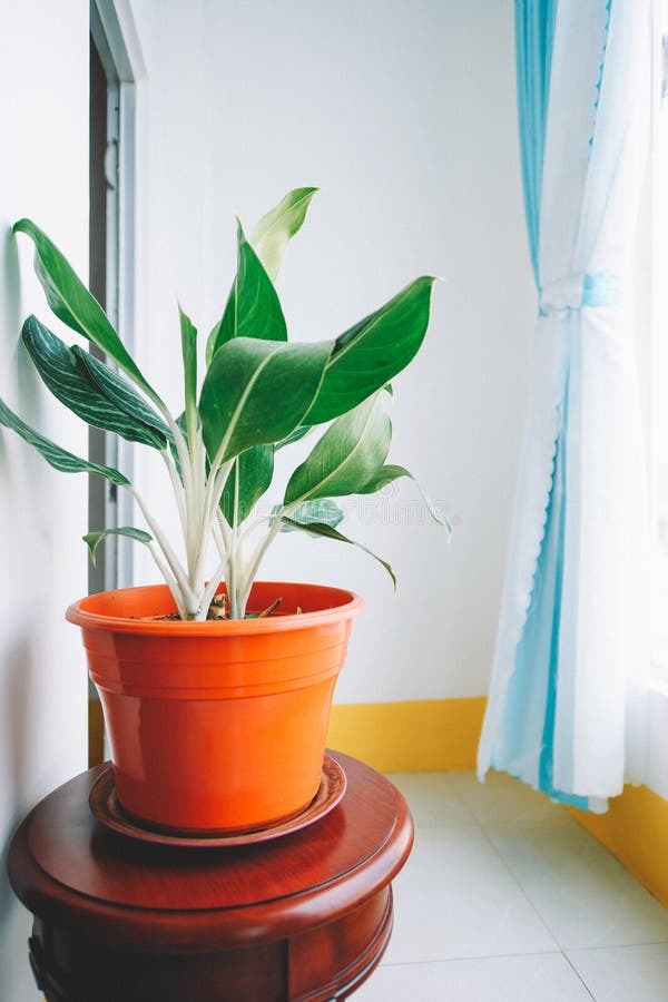 Green corner stock photo. Image of pavement, garden, stone - 34276744