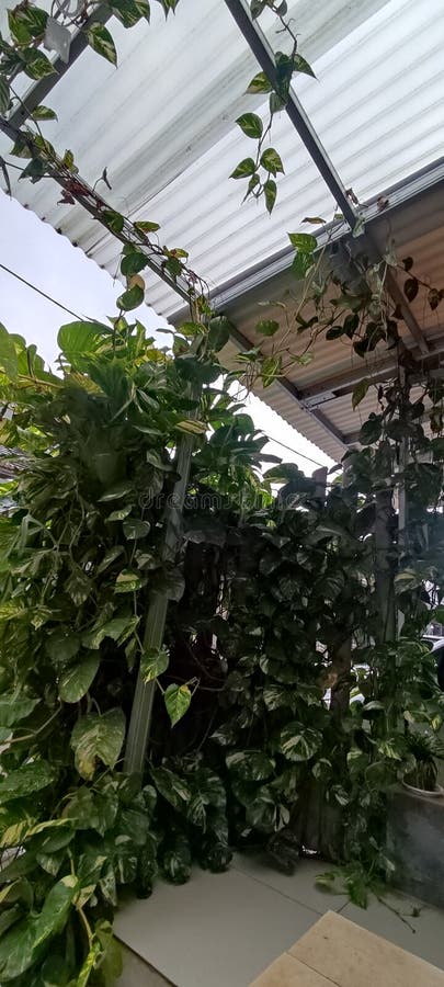 Green corner terrace stock photo. Image of terrace, green - 266044096