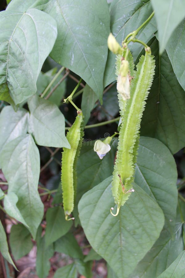 Green corners beans stock photo. Image of beans, green - 50811682