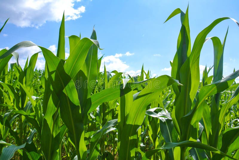 Green cornfield stock image. Image of field, cornflakes - 175104059
