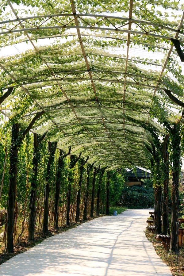 Green corridor stock image. Image of leaves, lovers, garden - 7293407