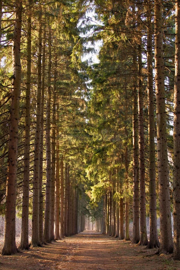 Green Corridor of Pine Trees in the Park in the Spring Stock Photo ...