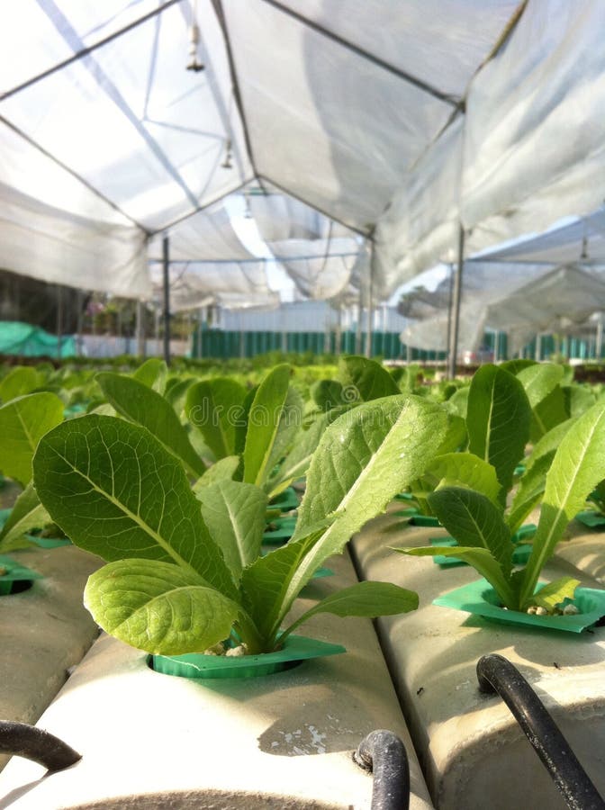 Green Cos in Hydroponic Farm Stock Image - Image of food, salad: 50661717