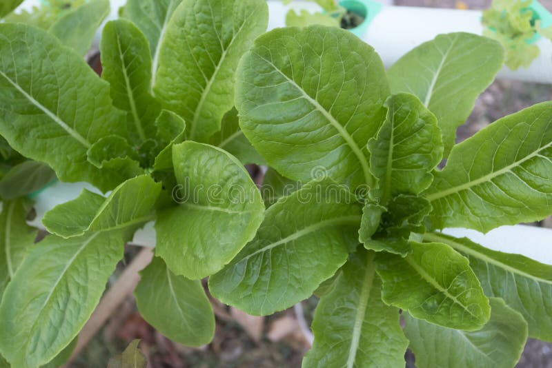 Green Cos Hydroponic Vegetable Stock Image - Image of agriculture, asia ...