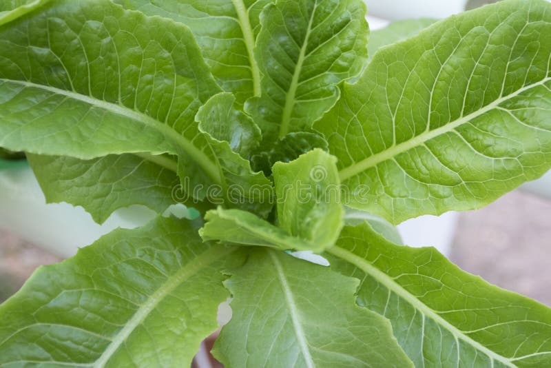 Green Cos Hydroponic Vegetable Stock Photo - Image of gardening, floral ...