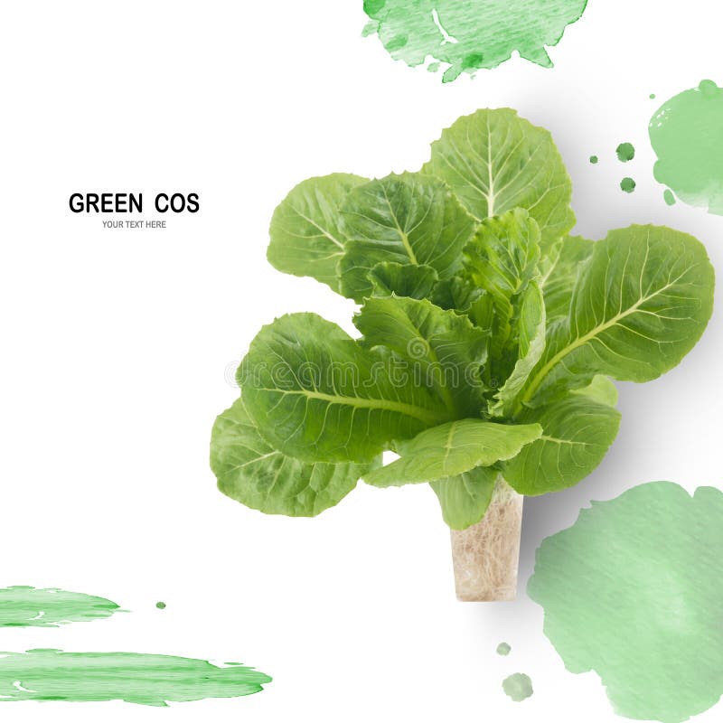 GREEN COS Leaf Salad Isolated on White Background. Stock Photo - Image ...