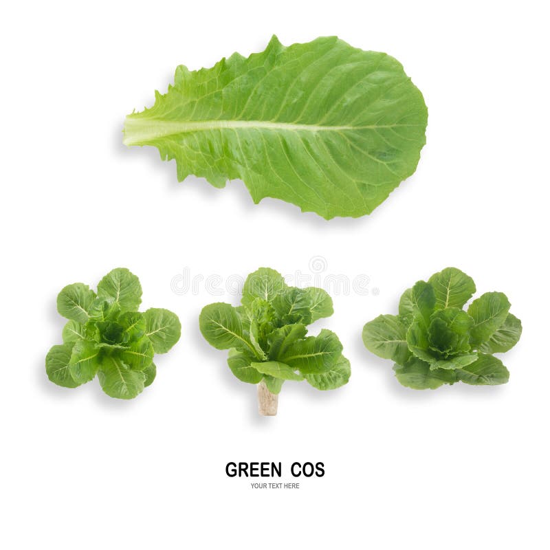 GREEN COS Salad Isolated on White Background. Stock Photo - Image of ...