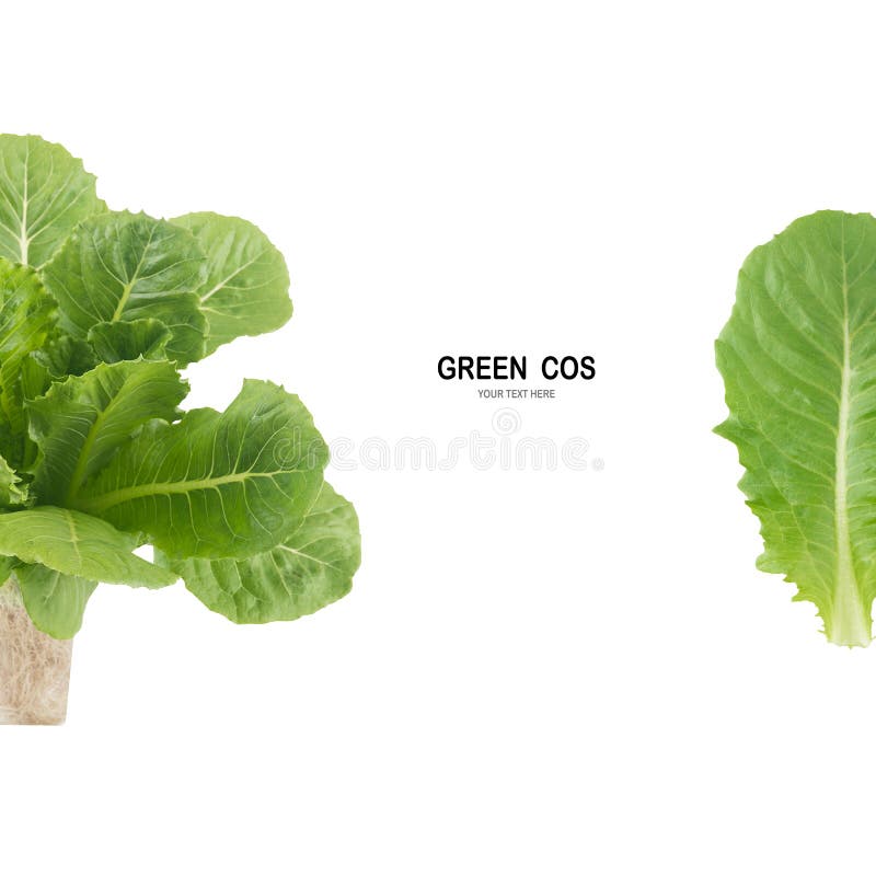 GREEN COS Salad Isolated on White Background. Stock Photo - Image of ...