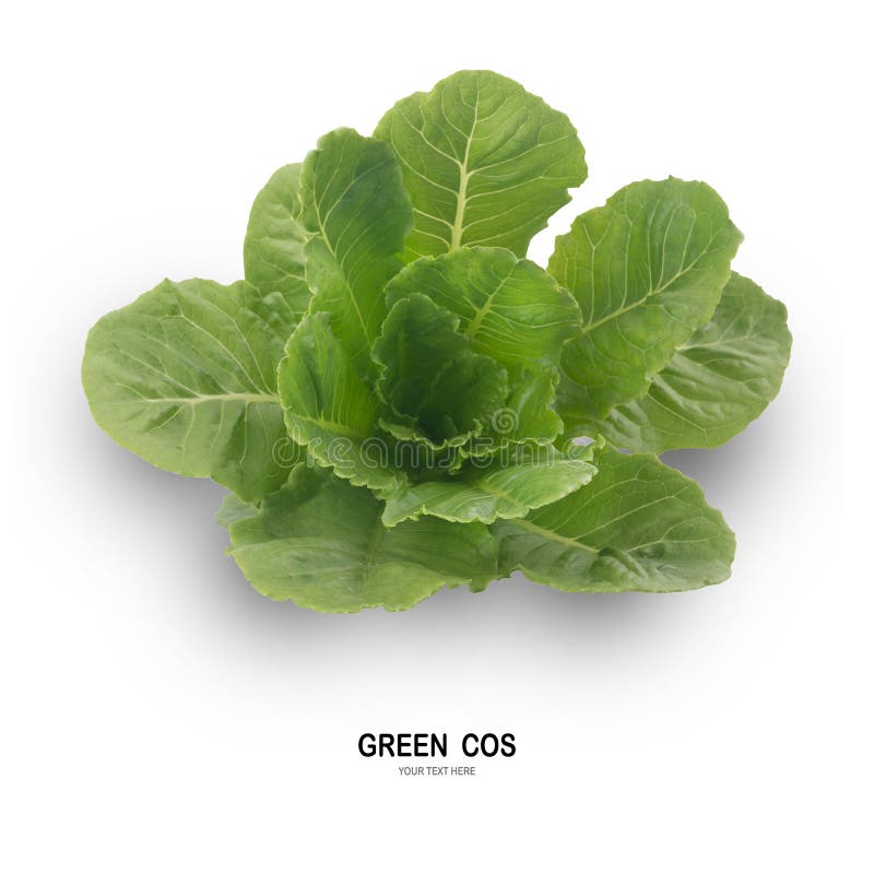 GREEN COS Salad Isolated on White Background. Stock Photo - Image of ...