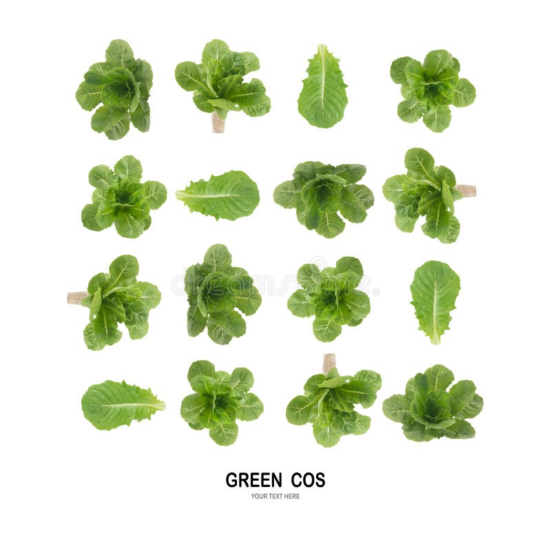 GREEN COS Salad Isolated on White Background. Stock Photo - Image of ...