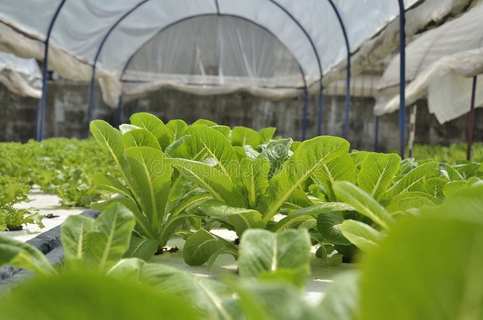 Green cos lettuce stock photo. Image of modern, medical - 85565556
