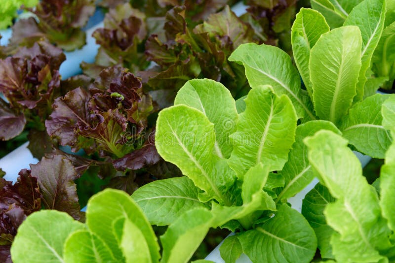 Green Cos Lettuce in the Hydroponics System Stock Photo - Image of ...