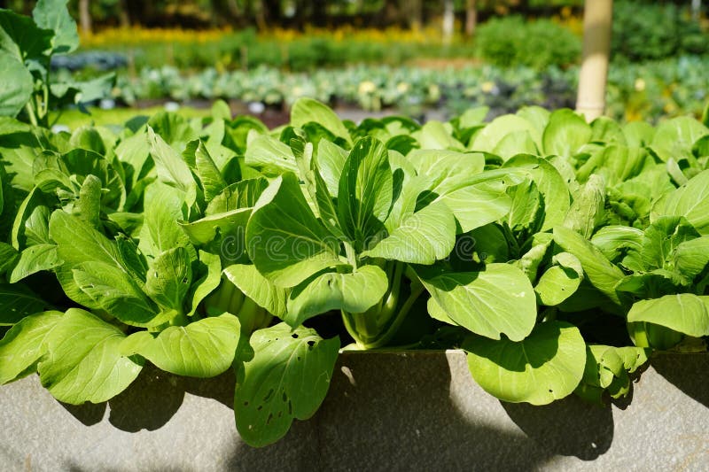 Green Cos Lettuce in the Planting Plot Stock Image - Image of diet ...