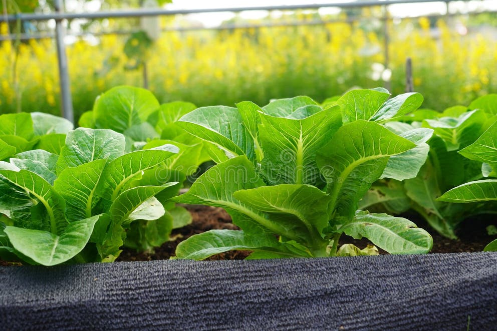 Green Cos Lettuce in the Planting Plot Stock Photo - Image of leaf ...