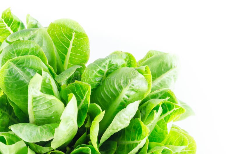 Green cos salad stock photo. Image of crop, botany, cultivate - 40161948