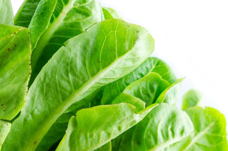 Green cos salad stock photo. Image of vegetable, fresh - 40162032
