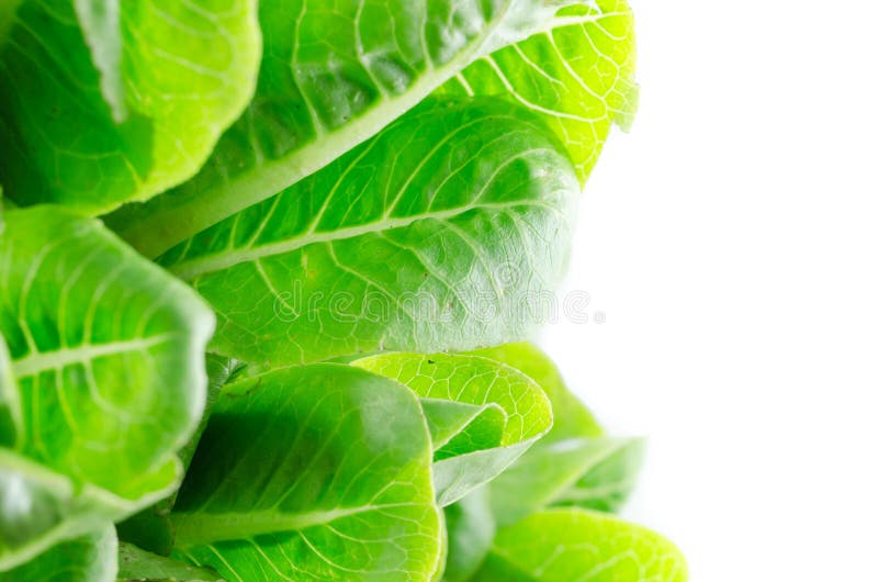 Green cos salad stock image. Image of hydroponic, agriculture - 40162089