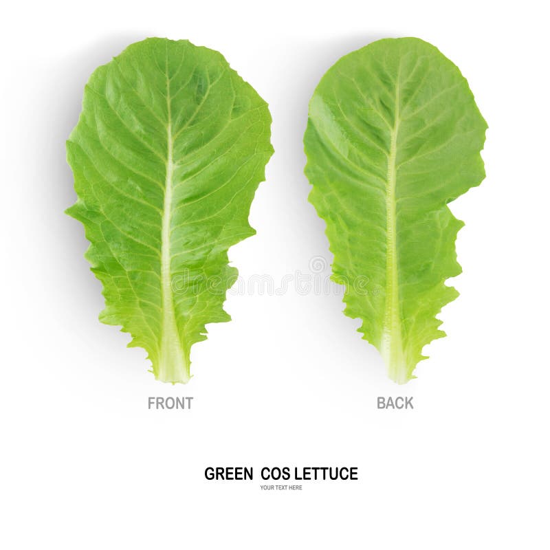 GREEN COS Salad Isolated on White Background. Stock Photo - Image of ...