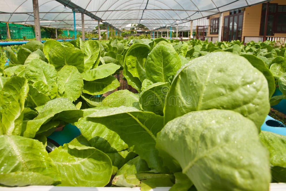 Green Cos vegetable stock image. Image of sunlight, farm - 27025273