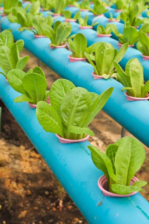 Green Cos vegetables stock photo. Image of drop, pipe - 27025286