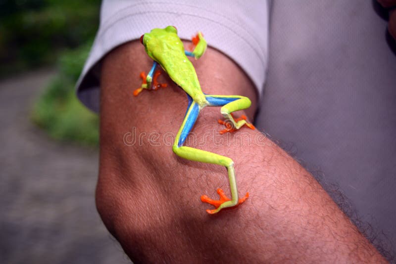 Green Costa Rican Frog with Red Eyes and Blue Paws Stock Photo - Image ...