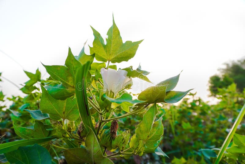 Green Cotton Field Background Close Ups of Plants Stock Photo - Image ...