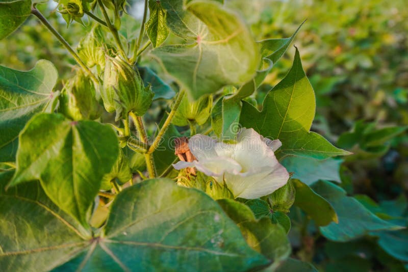 Green Cotton Field Background Close Ups of Plants Stock Photo - Image ...