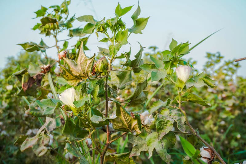 Green Cotton Field Background Close Ups of Plants Stock Image - Image ...