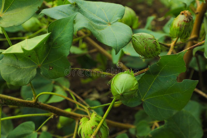 Green Cotton Fruit on Cotton Plant at Field Stock Photo - Image of ...