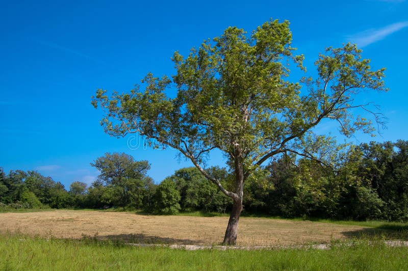 Green country with tree stock image. Image of spring, path - 9979053