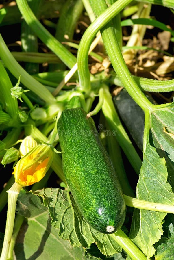 97+ Courgette plant Free Stock Photos - StockFreeImages