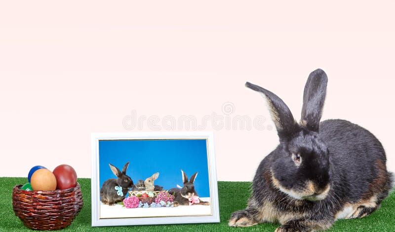 On the Green Cover of the Rabbit Next To a Photograph in a Frame and ...