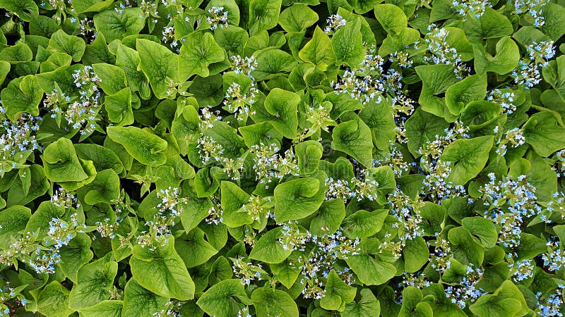 Green cover stock image. Image of abstract, creative - 71974055