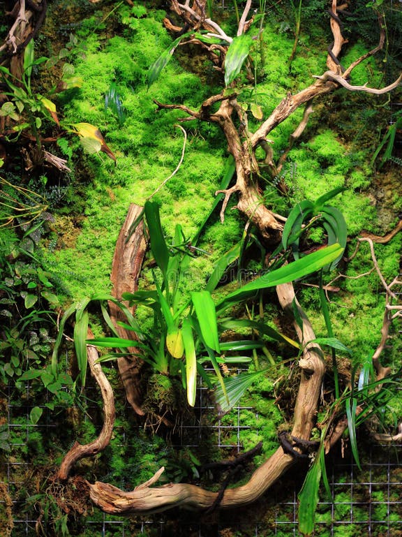 Green Coversage stock photo. Image of green, tropical - 47296634