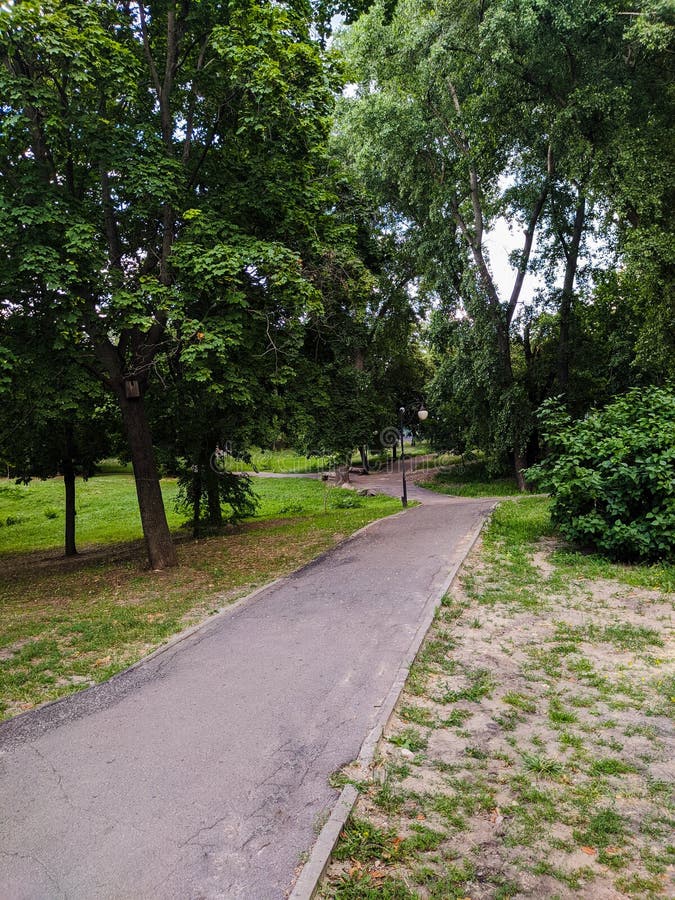 Green cozy Park alley stock photo. Image of trail, soil - 189122310