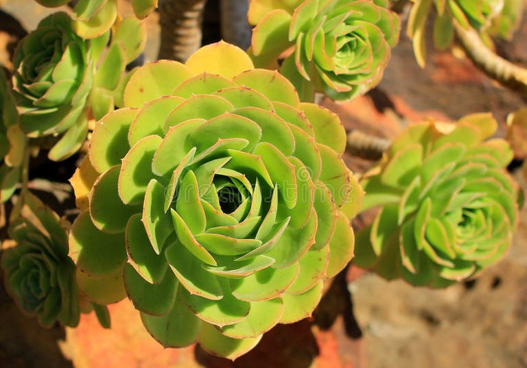 Green Crassula stock photo. Image of countryside, perennial - 41600280