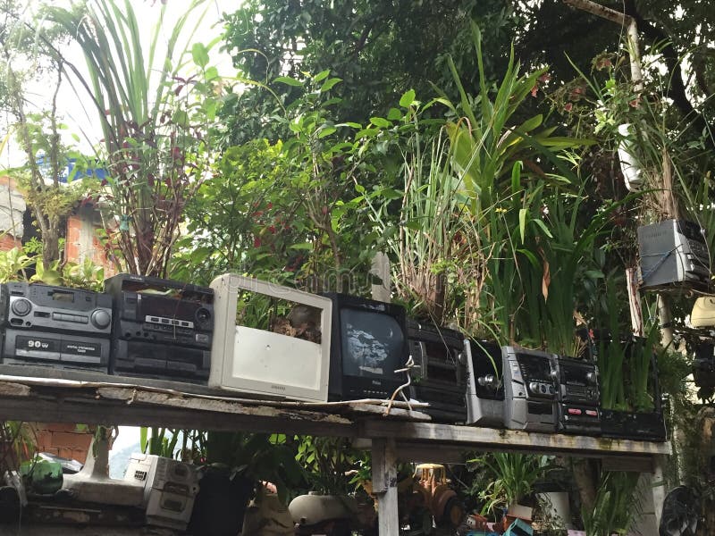 Favela Plant Stock Photos - Free & Royalty-Free Stock Photos from ...