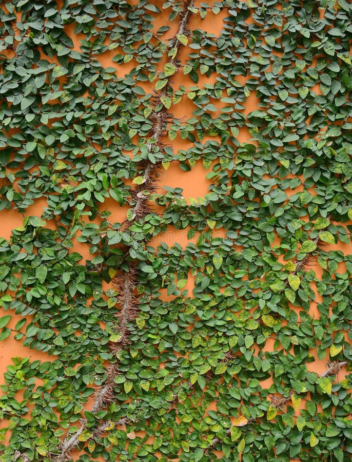Green Creeper on Cement Wall Stock Photo - Image of growth, white: 45028694