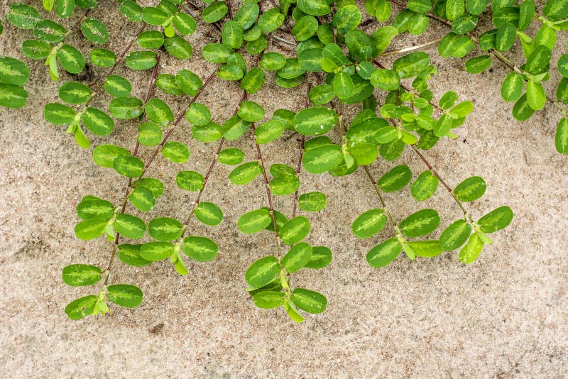 The Green Creeper Plant on the Ground Stock Photo - Image of living ...