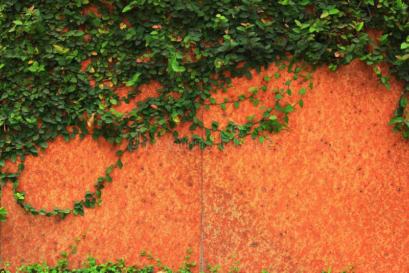 Green Creeper Plant stock image. Image of park, architecture - 69050359